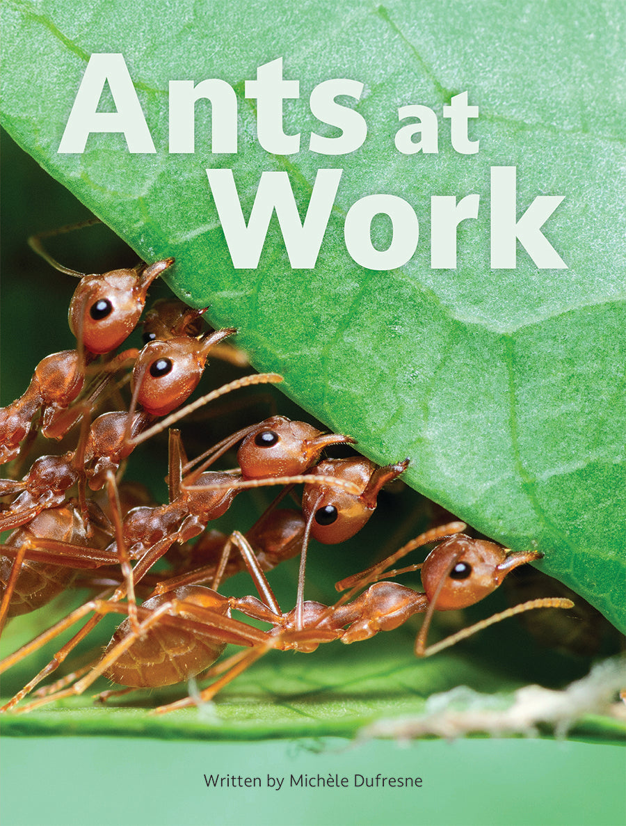 Ants at Work – Pioneer Valley Books